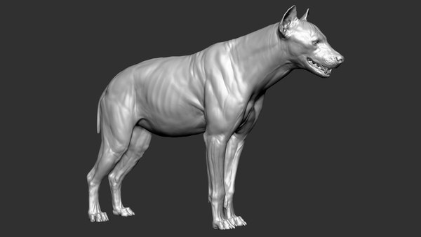 Hyena VFX MUSCLE SIMULATION 3D model - TurboSquid 1739752