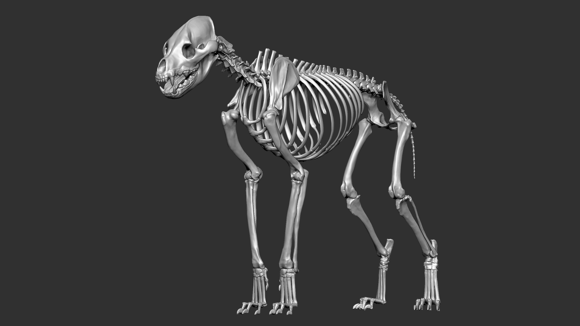 Hyena VFX MUSCLE SIMULATION 3D model - TurboSquid 1739752