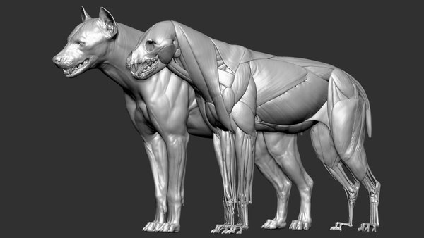 Hyena VFX MUSCLE SIMULATION 3D model - TurboSquid 1739752
