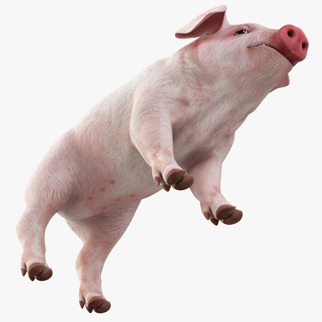 pig pork 3d model