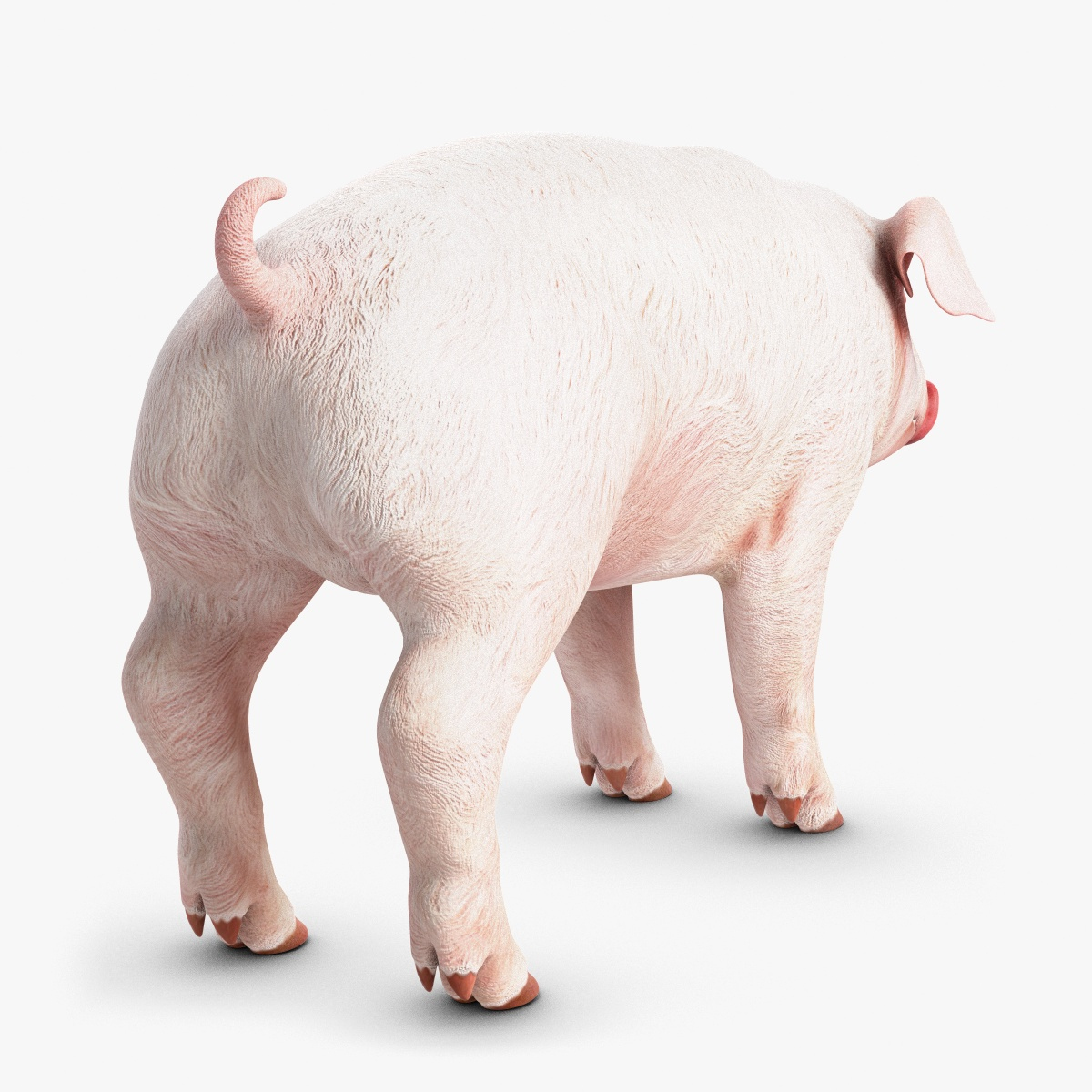 pig pork 3d model