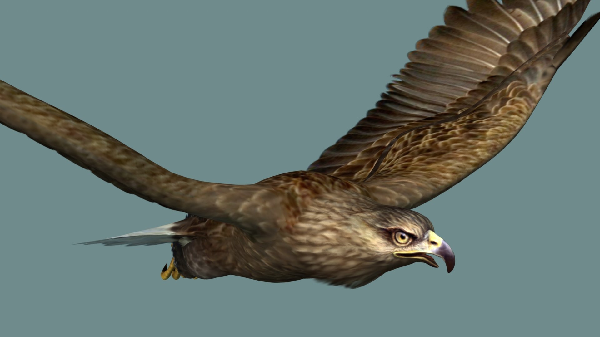 Eagle 3D Model - TurboSquid 2214068