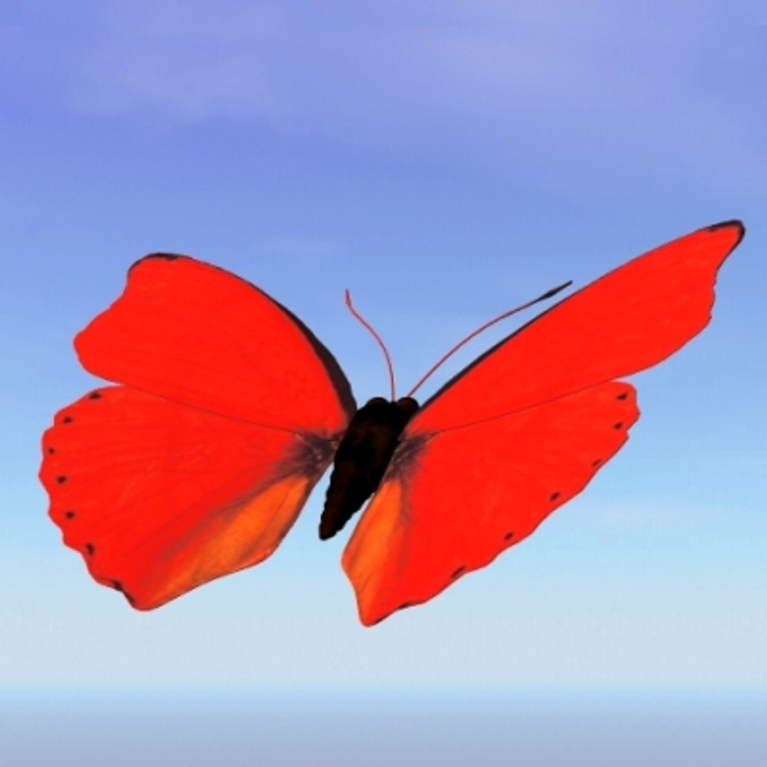 butterfly cymothoe hypatha 3d lwo
