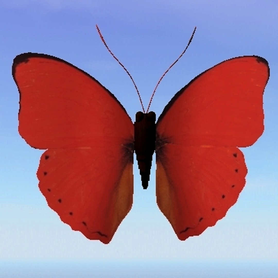 butterfly cymothoe hypatha 3d lwo