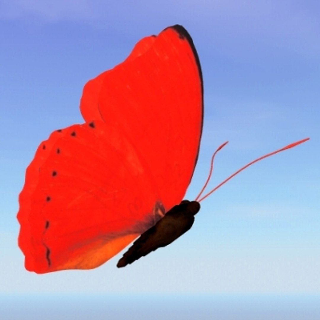 butterfly cymothoe hypatha 3d lwo