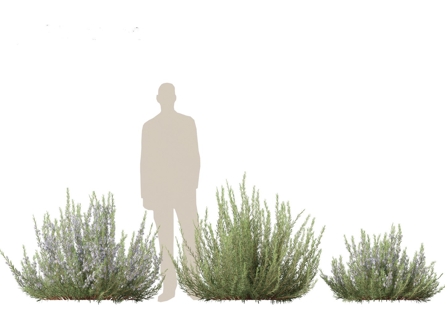 3D Rosmarinus Officinalis - Rosemary Model - TurboSquid 2146479