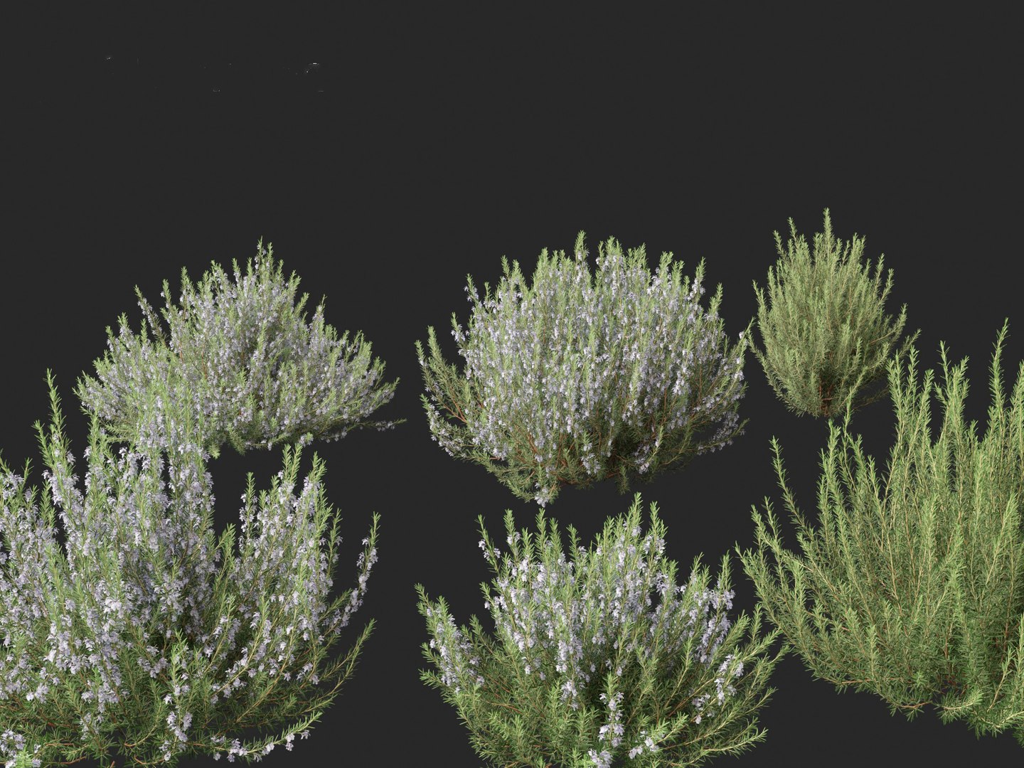 3D Rosmarinus Officinalis - Rosemary Model - TurboSquid 2146479
