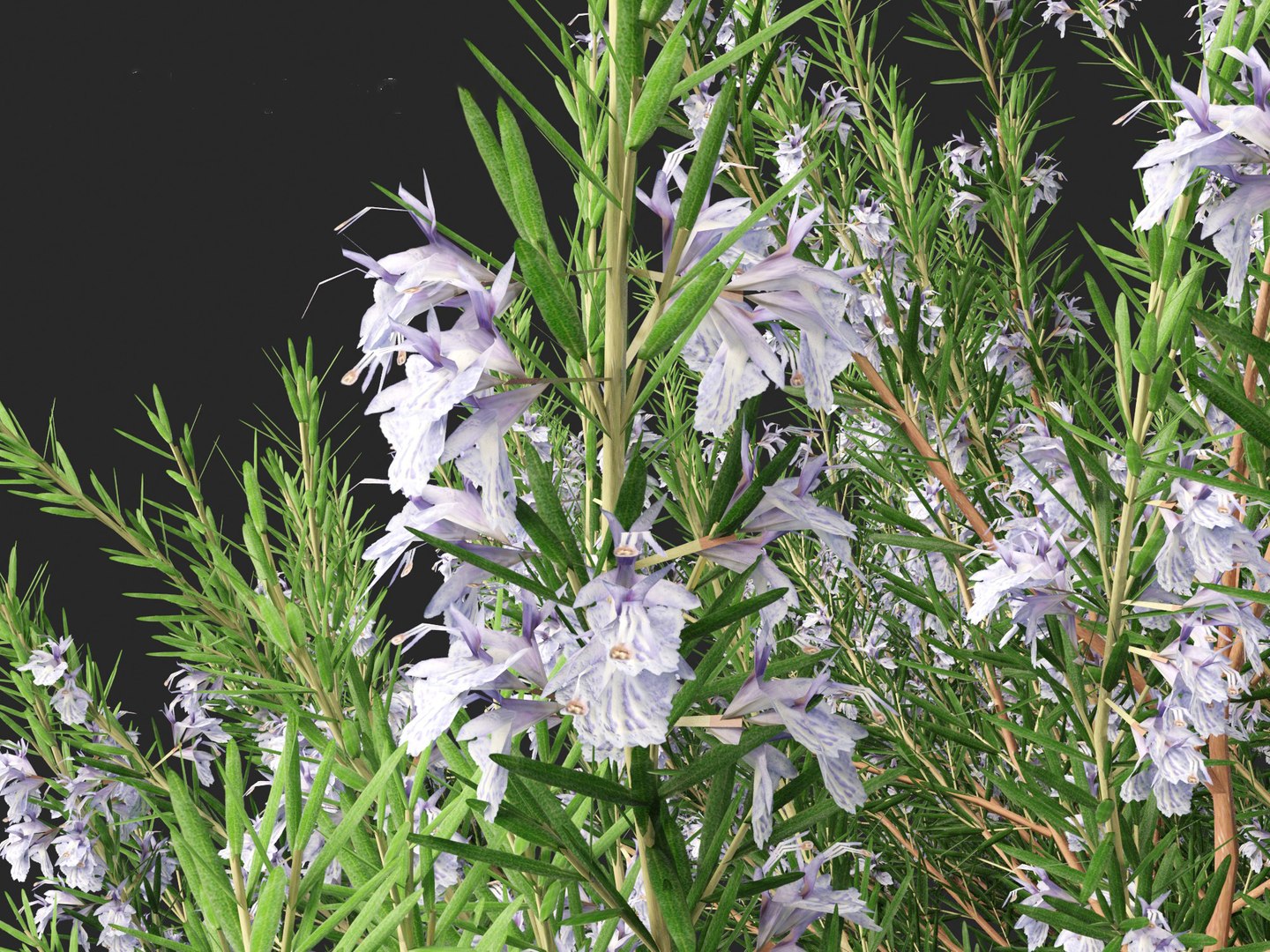 3D Rosmarinus Officinalis - Rosemary Model - TurboSquid 2146479