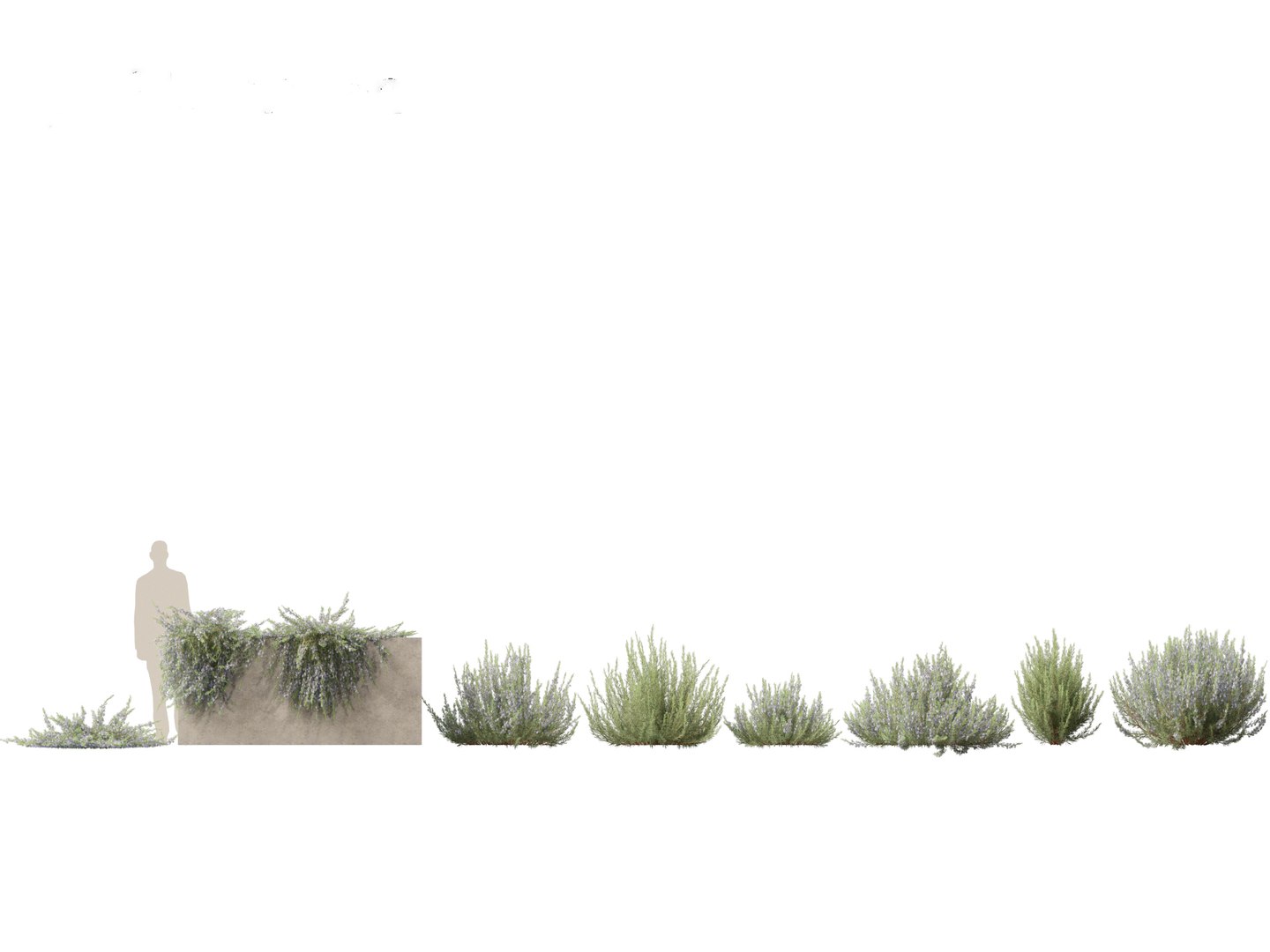 3D Rosmarinus Officinalis - Rosemary Model - TurboSquid 2146479