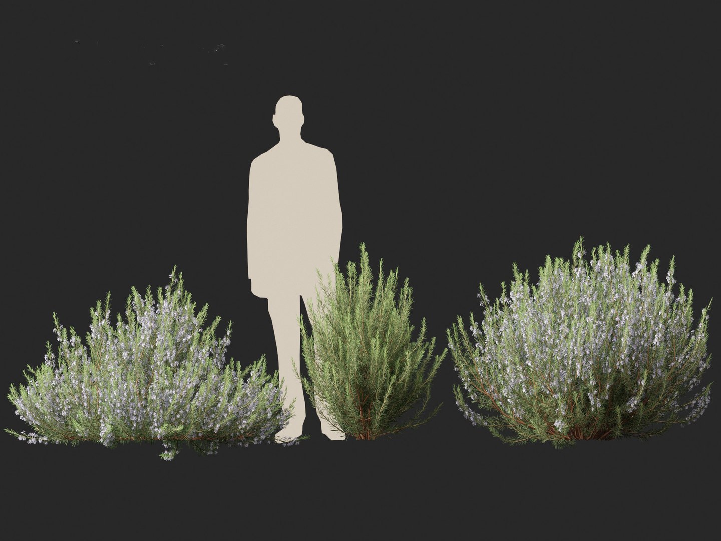 3D Rosmarinus Officinalis - Rosemary Model - TurboSquid 2146479