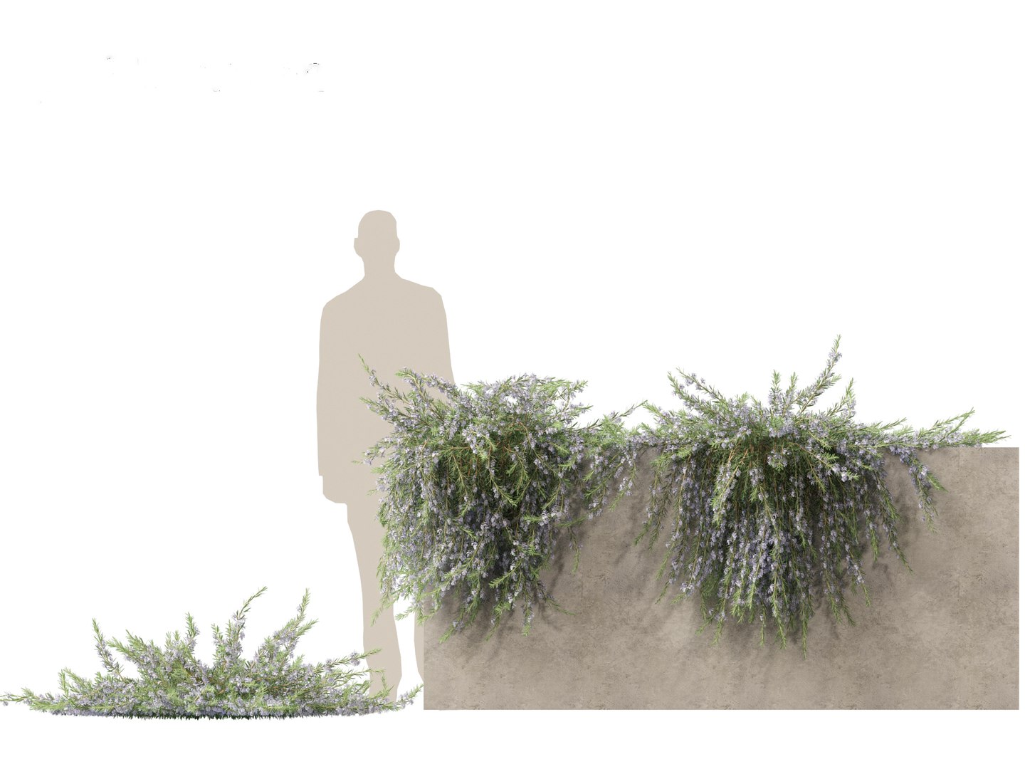 3D Rosmarinus Officinalis - Rosemary Model - TurboSquid 2146479