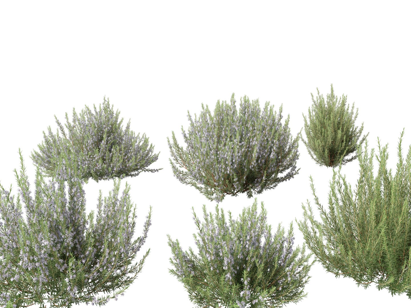 3D Rosmarinus Officinalis - Rosemary Model - TurboSquid 2146479