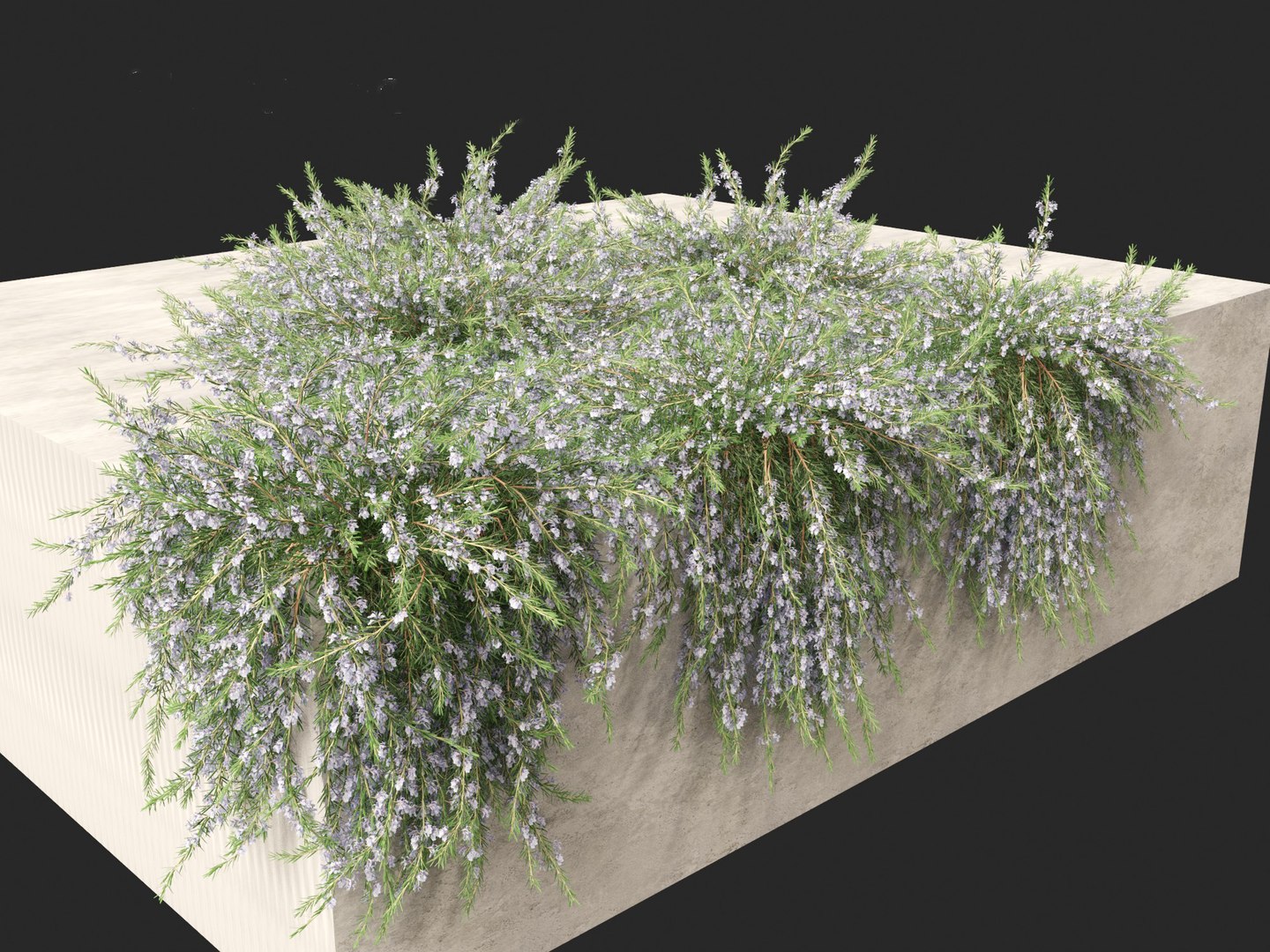 3D Rosmarinus Officinalis - Rosemary Model - TurboSquid 2146479