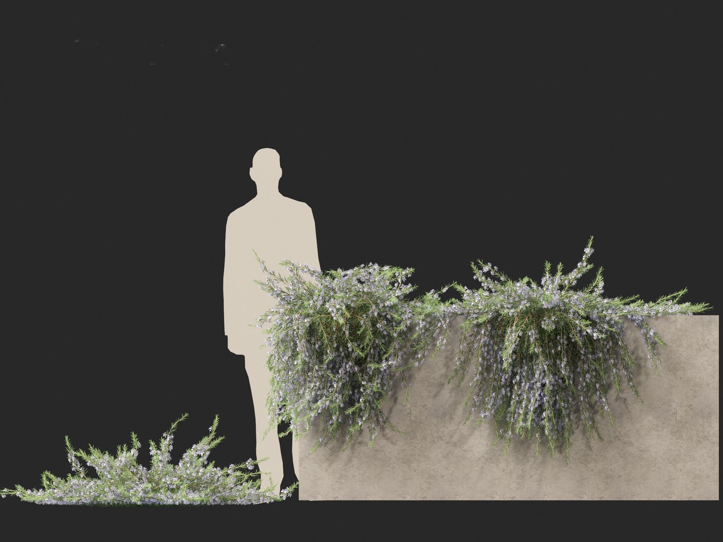 3D Rosmarinus Officinalis - Rosemary Model - TurboSquid 2146479