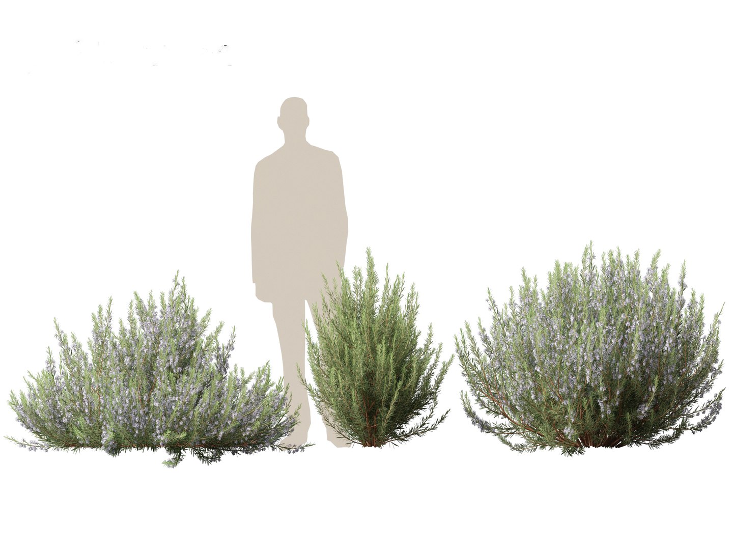 3D Rosmarinus Officinalis - Rosemary Model - TurboSquid 2146479