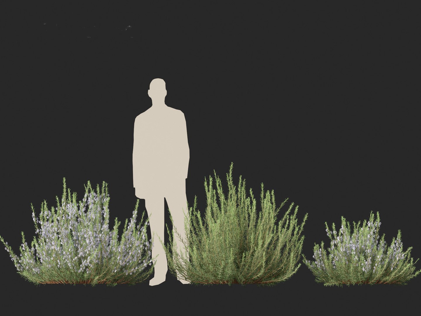 3D Rosmarinus Officinalis - Rosemary Model - TurboSquid 2146479