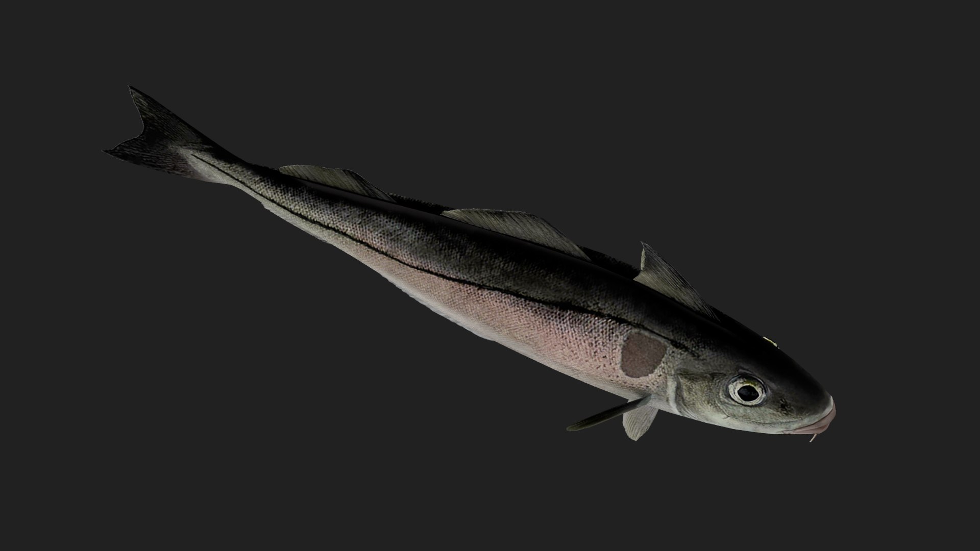 3D Cod Model - TurboSquid 2121590