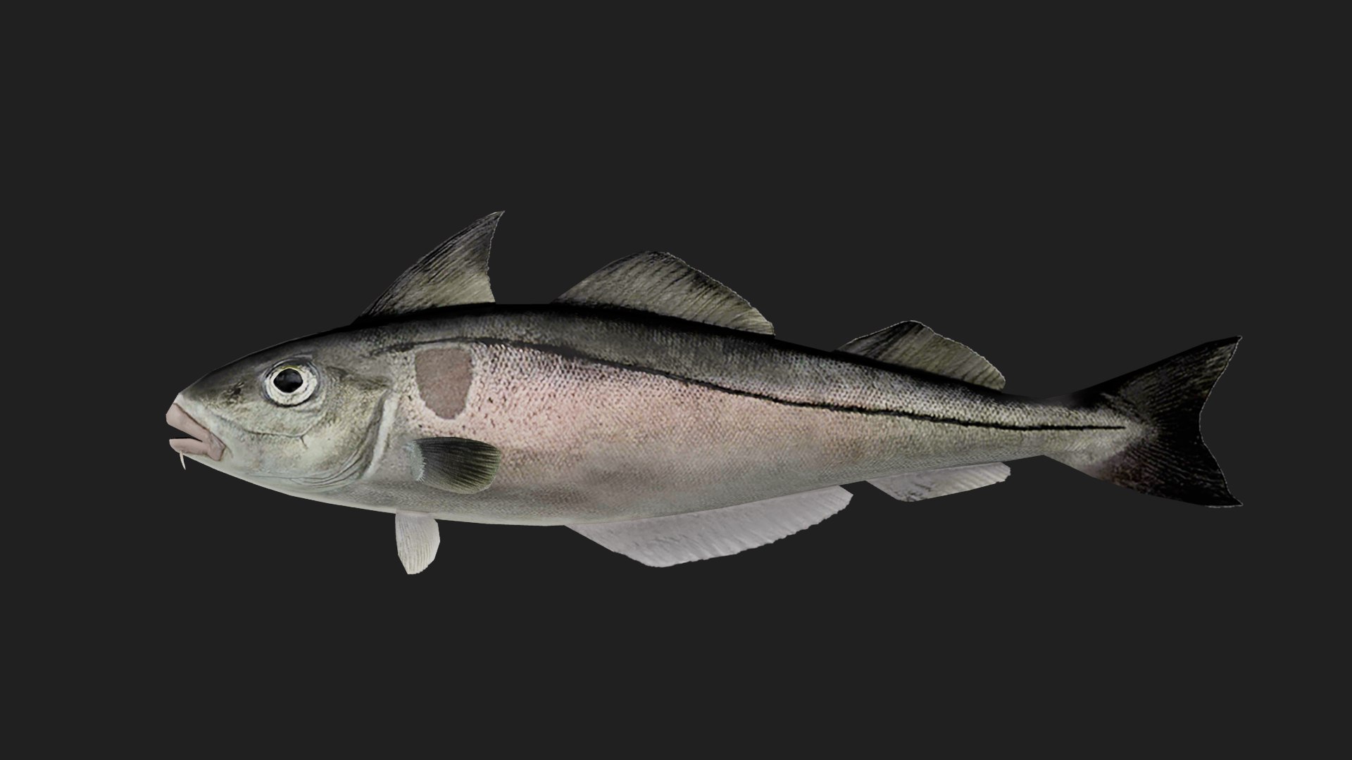 3D Cod Model - TurboSquid 2121590