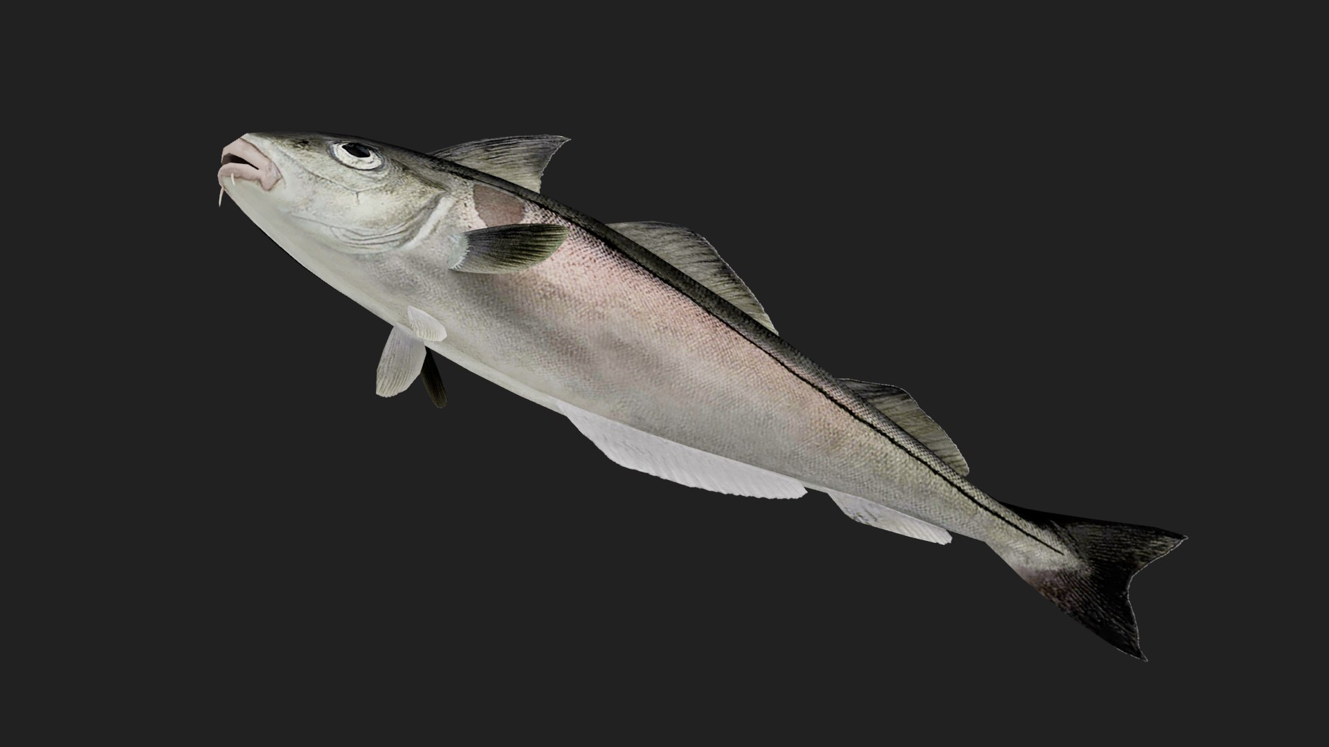 3D Cod Model - TurboSquid 2121590