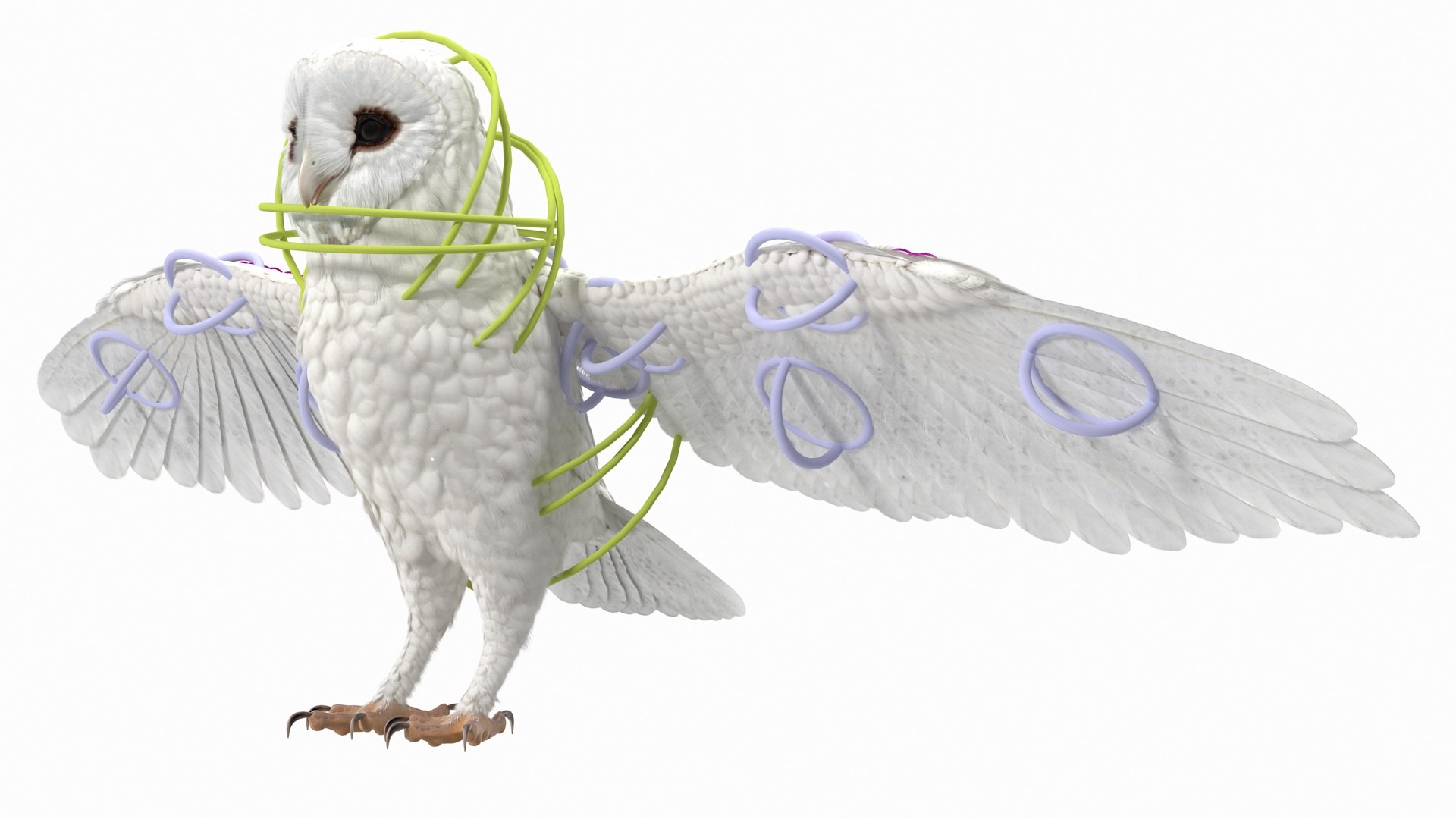 Owls rigged model - TurboSquid 1583197