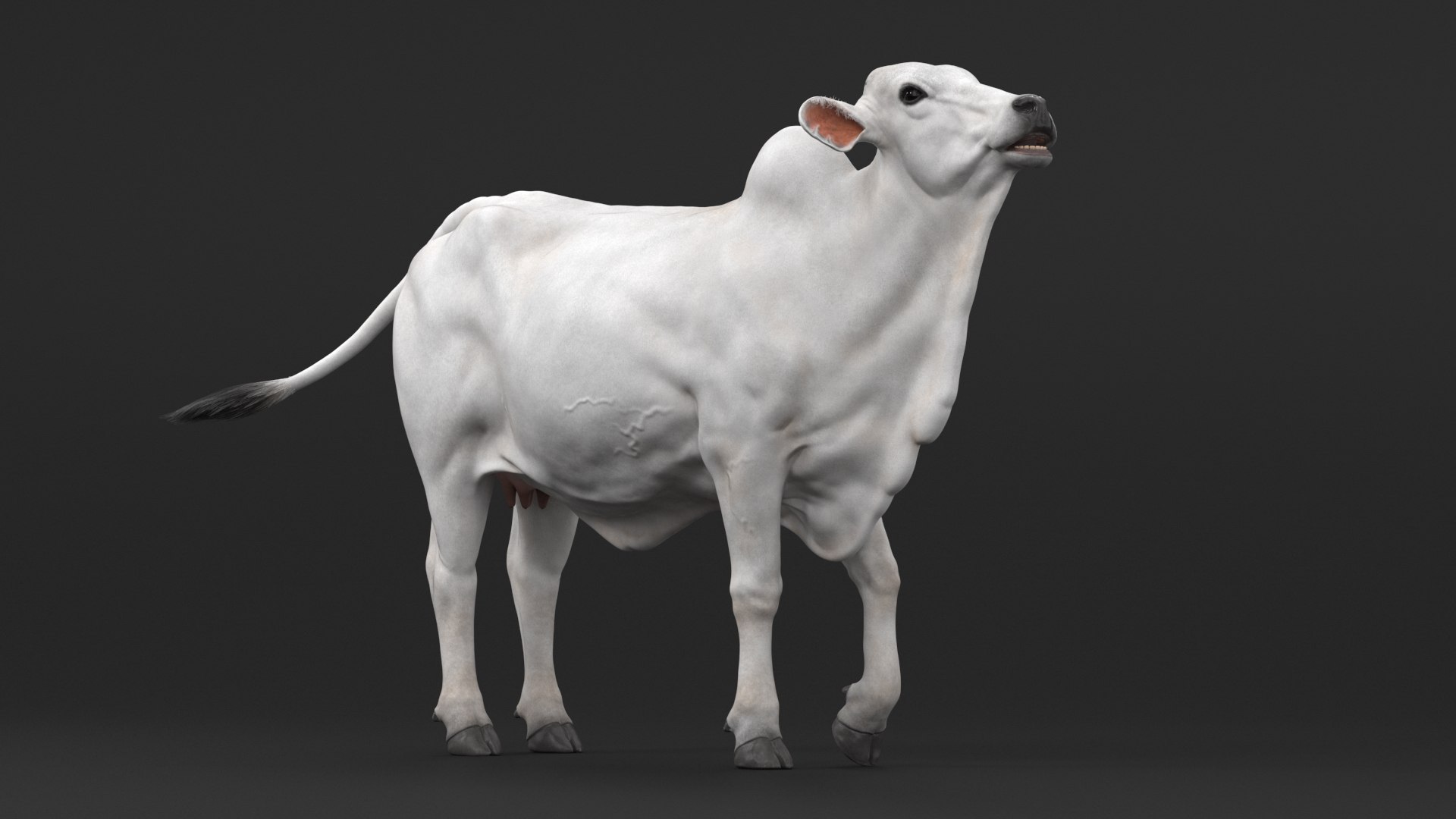 Nelore Cow Female Fur Rigged 3D Model - TurboSquid 2316338