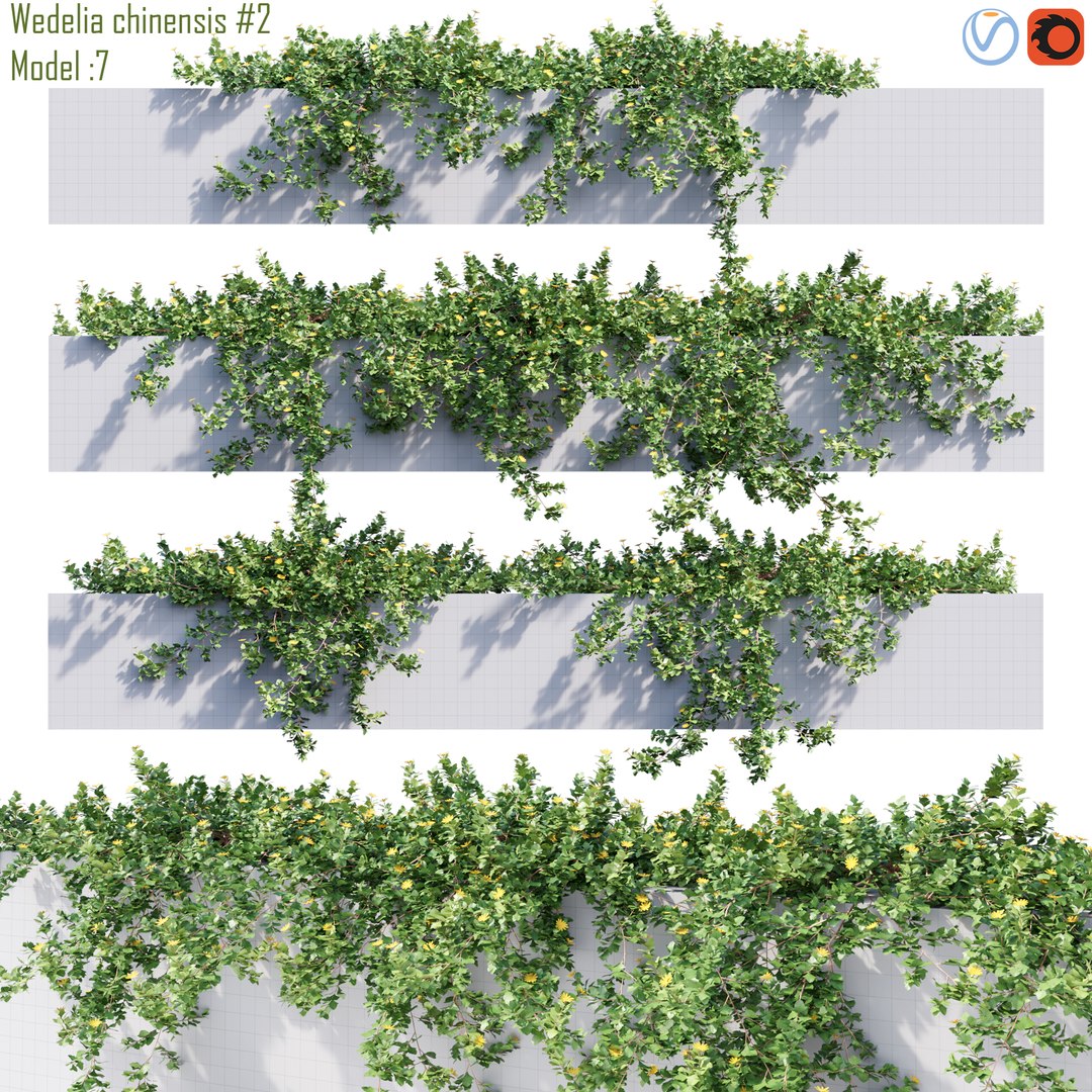 3D Model Wedelia Chinensis 02 - TurboSquid 1791194