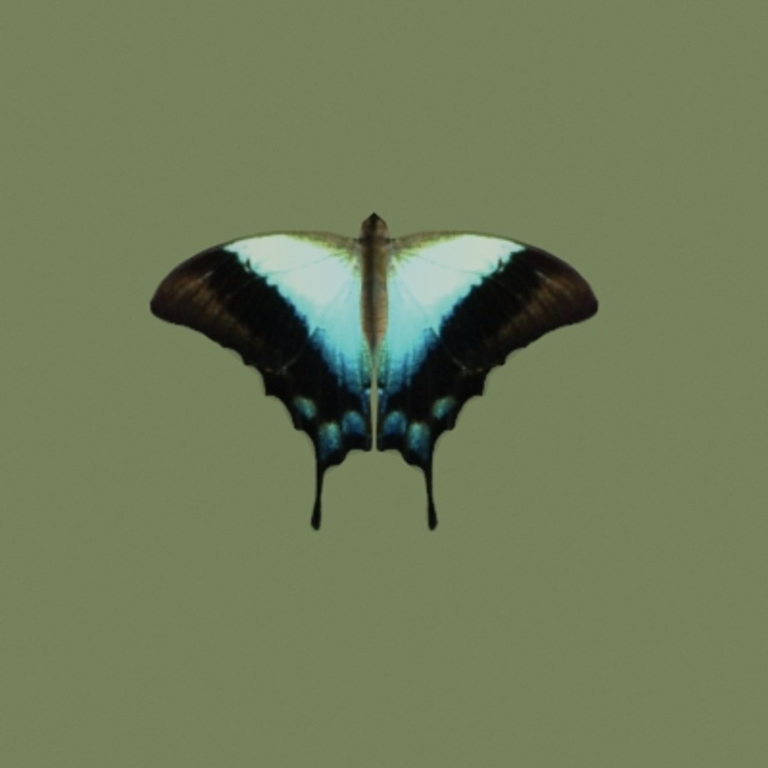 maya butterflies wings