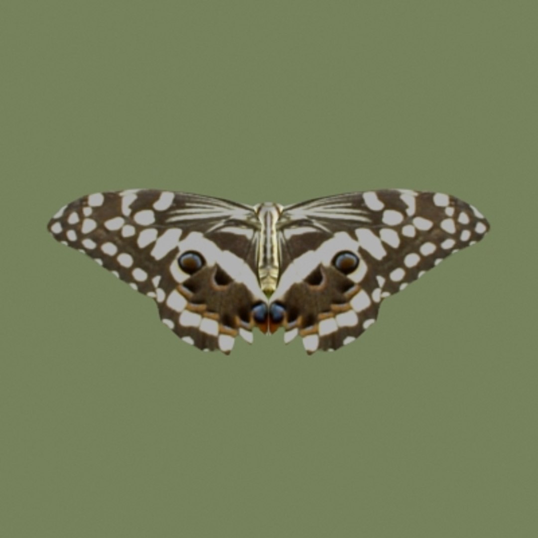 maya butterflies wings