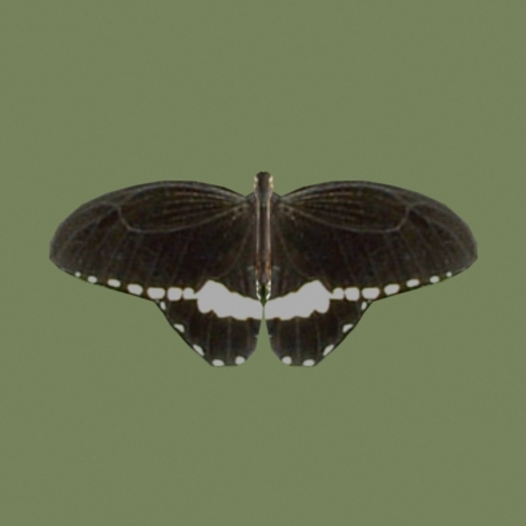 maya butterflies wings