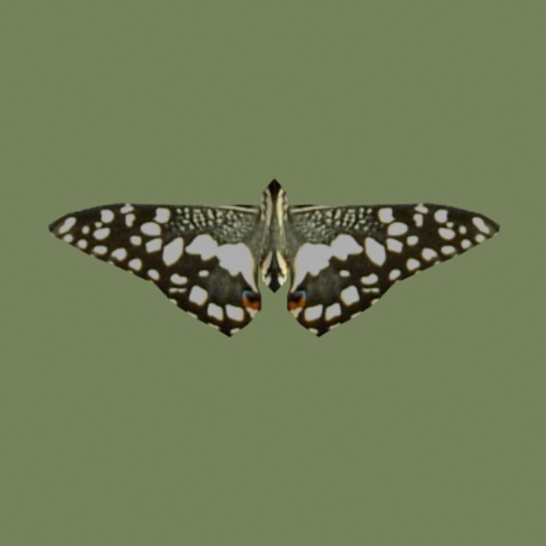 maya butterflies wings