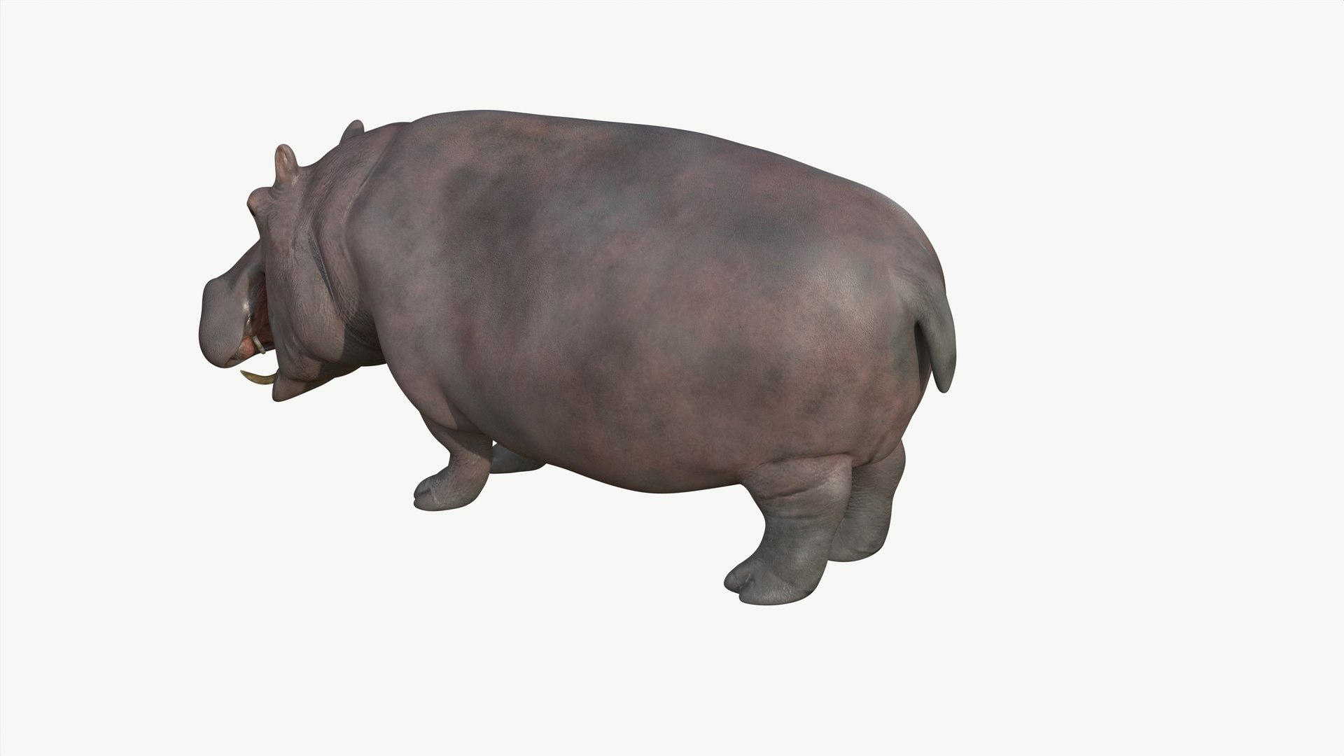 3D Realistic Hipp - TurboSquid 2205002