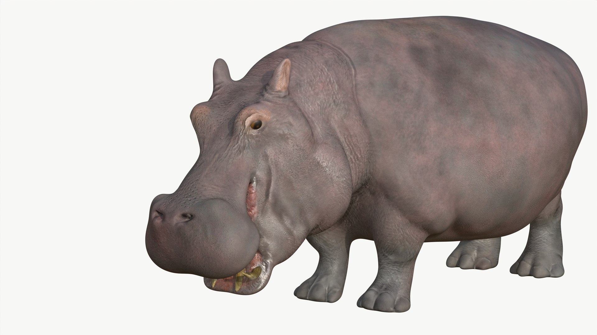 3D Realistic Hipp - TurboSquid 2205002