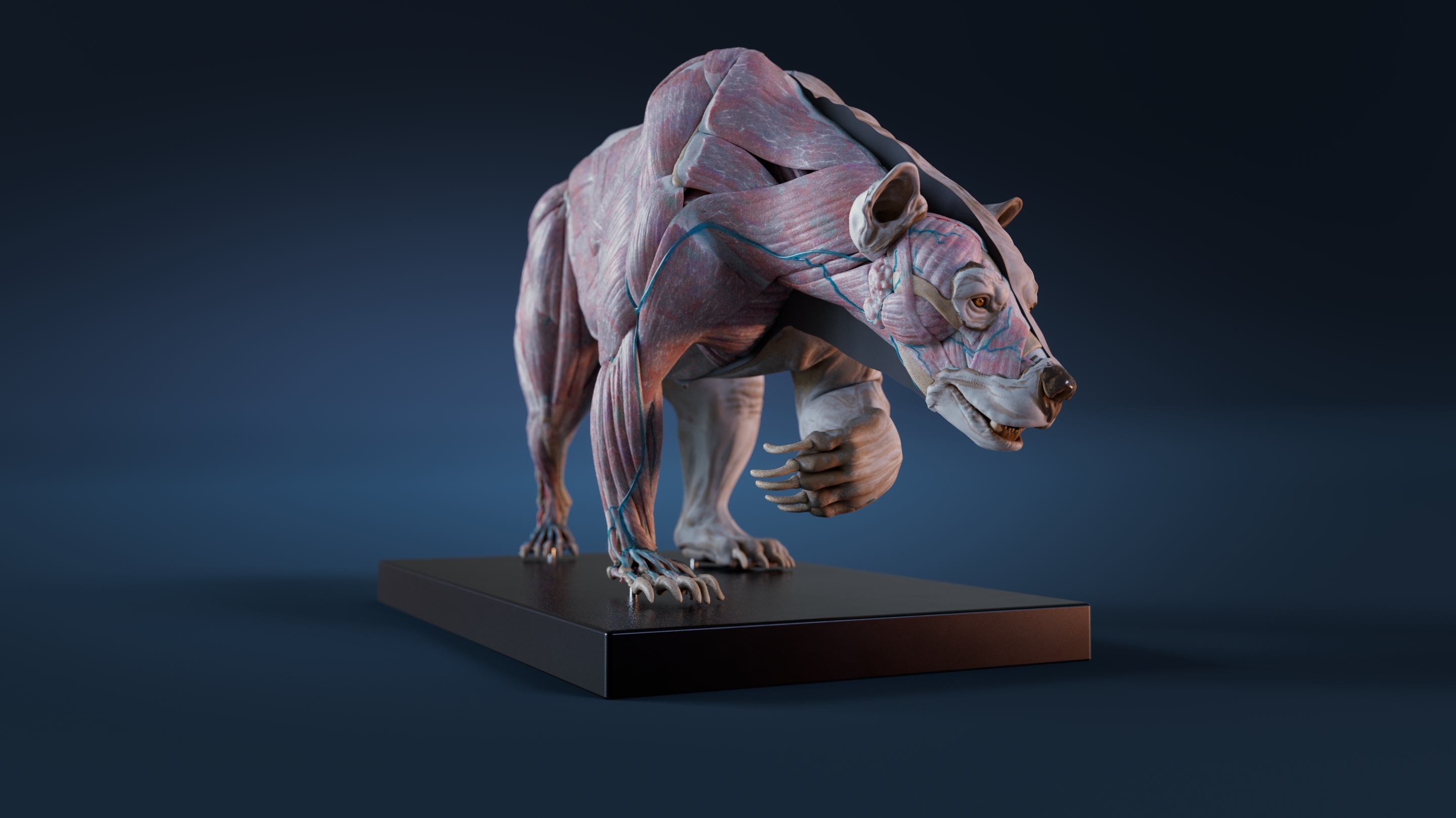 3D digital anatomy atlas artists model - TurboSquid 1420711