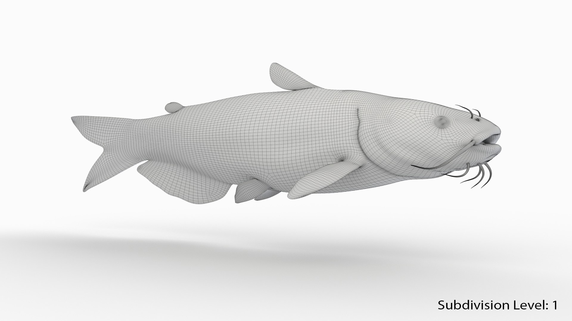 Blue Catfish Animated Model - TurboSquid 1810032