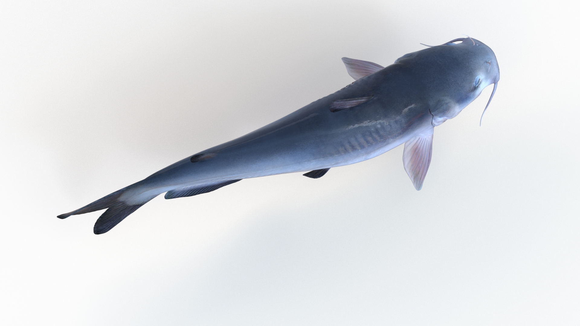 Blue Catfish Animated Model - TurboSquid 1810032