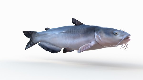 Blue Catfish Animated model - TurboSquid 1810032