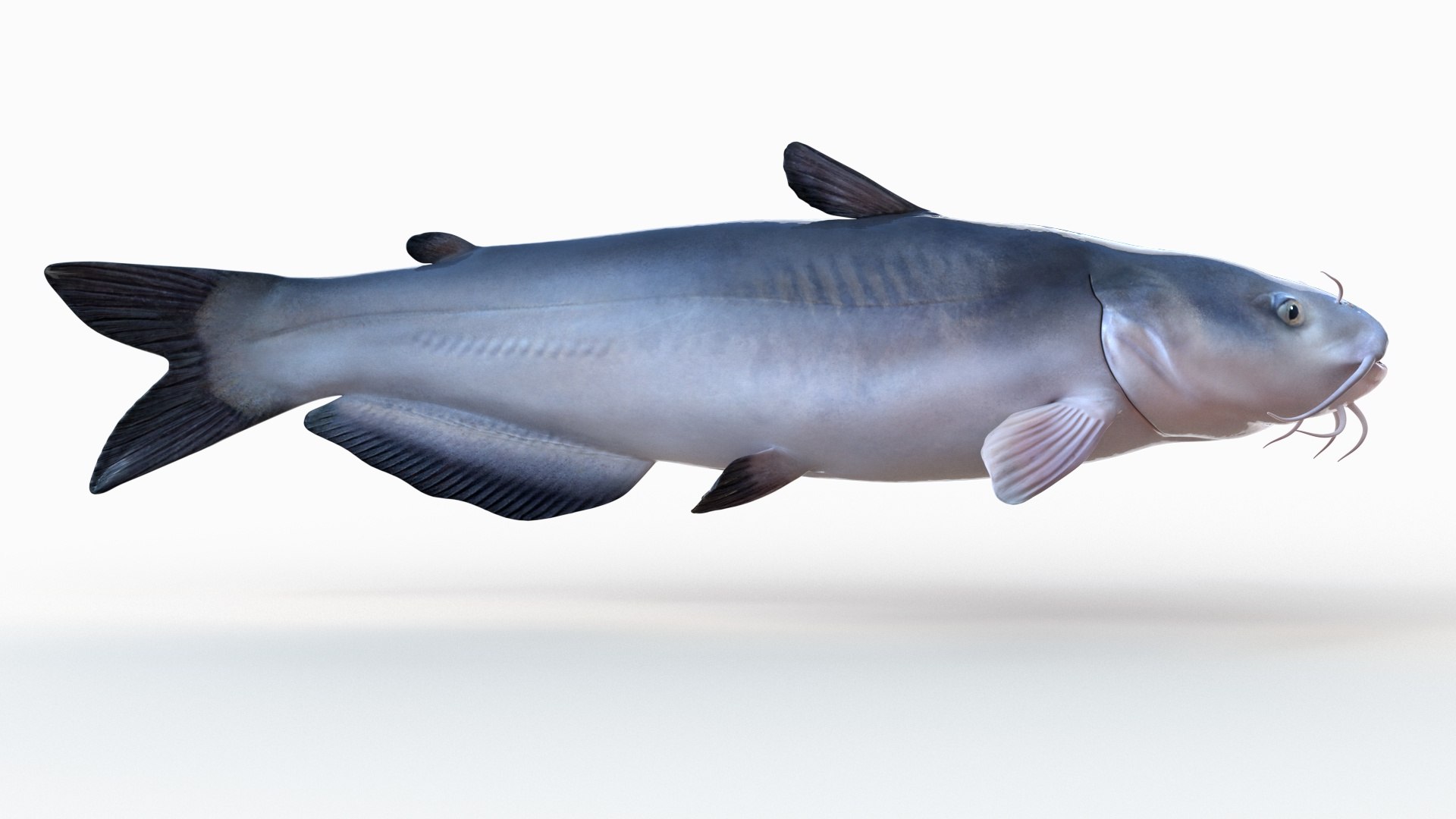 Blue Catfish Animated Model - TurboSquid 1810032