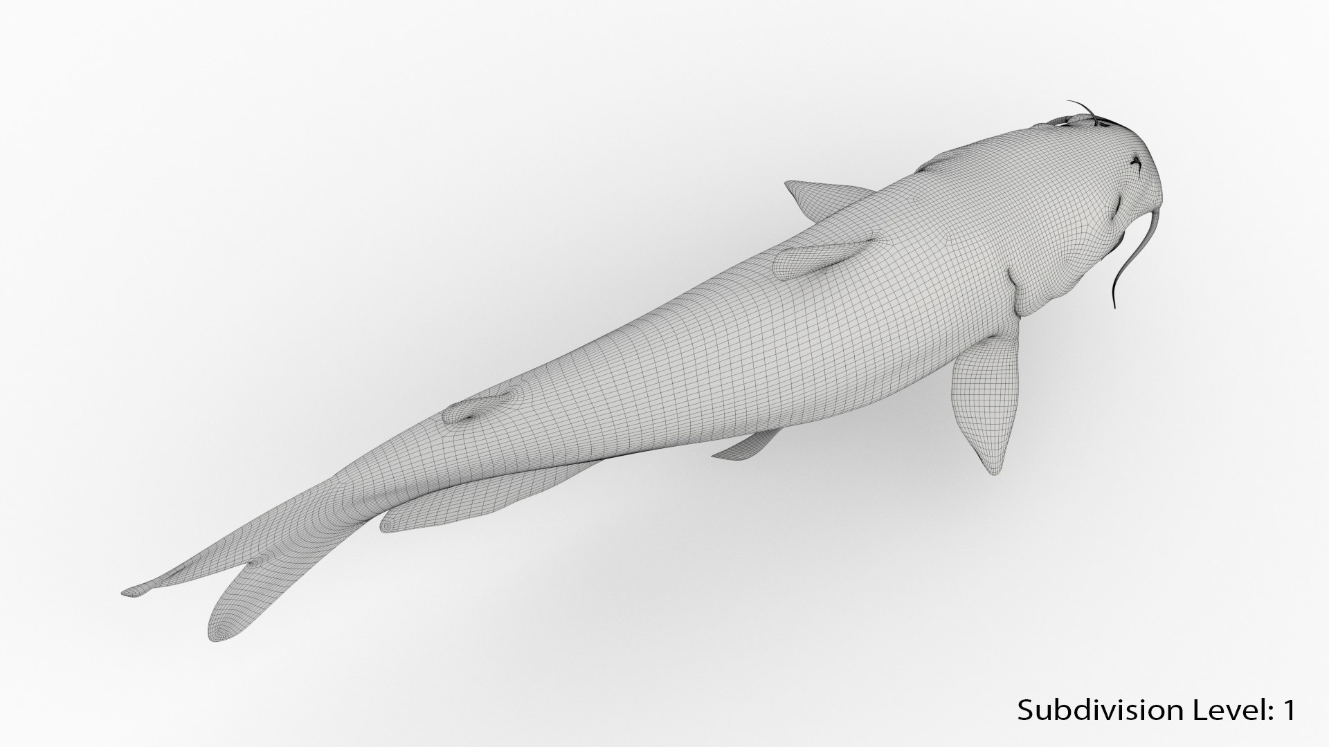 Blue Catfish Animated Model - TurboSquid 1810032