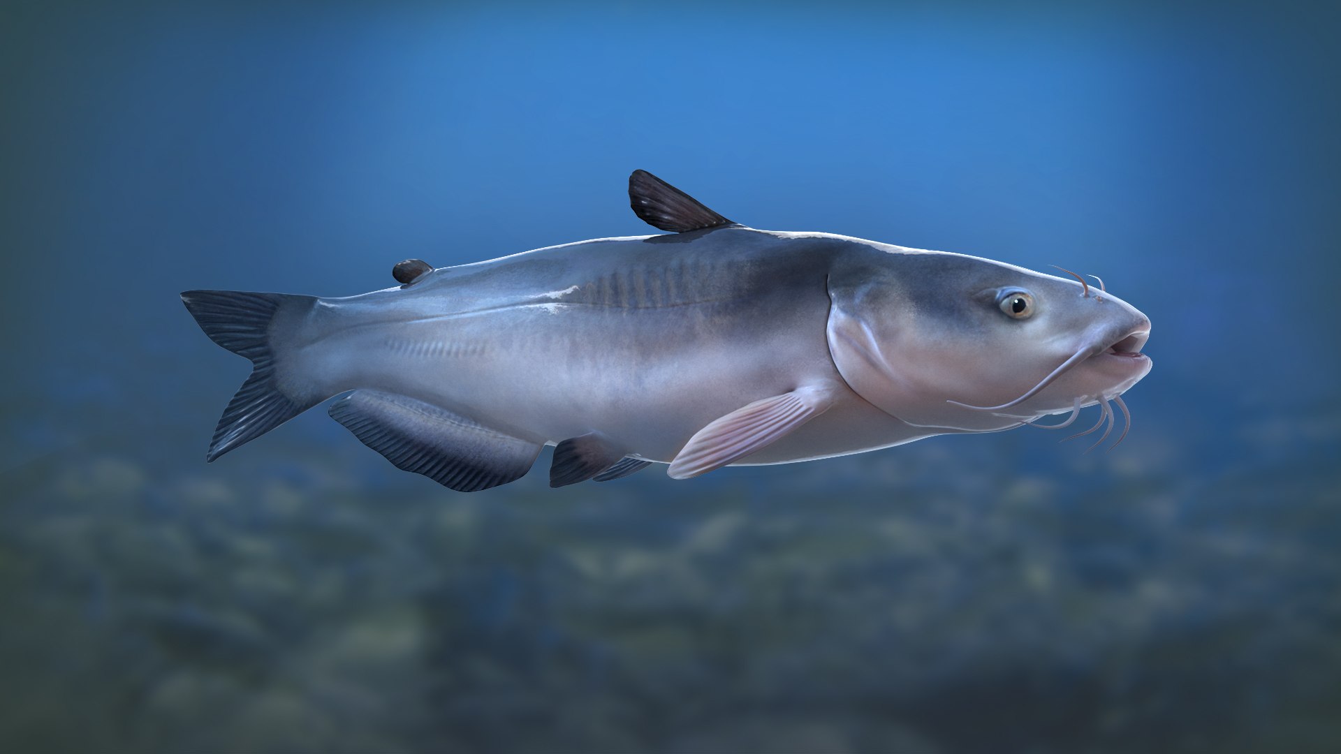 Blue Catfish Animated Model - TurboSquid 1810032