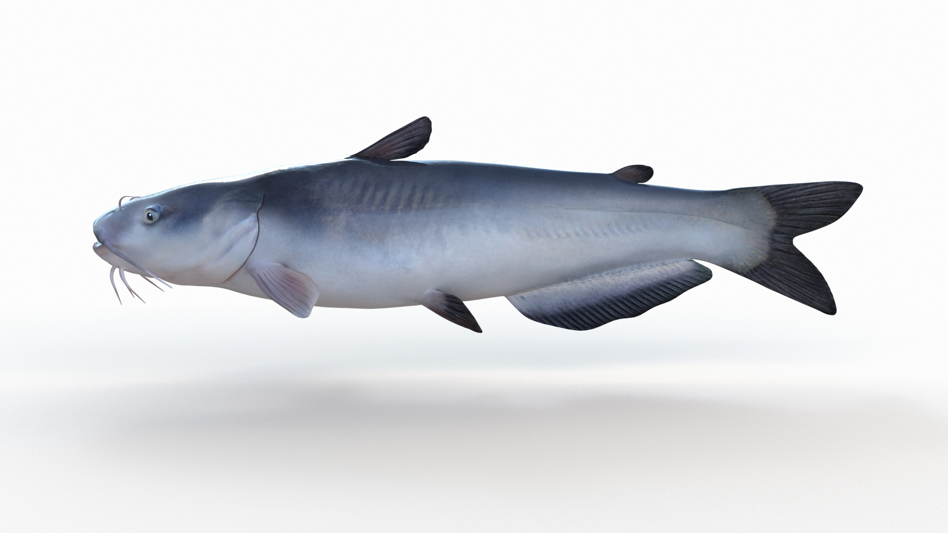 Blue Catfish Animated Model - TurboSquid 1810032