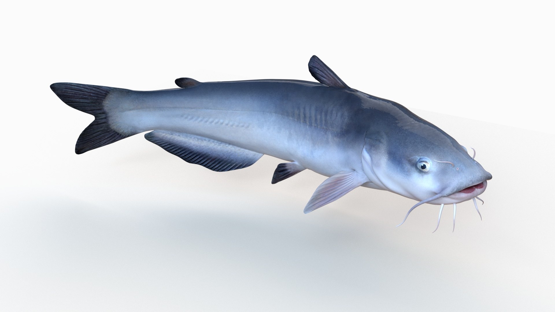 Blue Catfish Animated Model - TurboSquid 1810032
