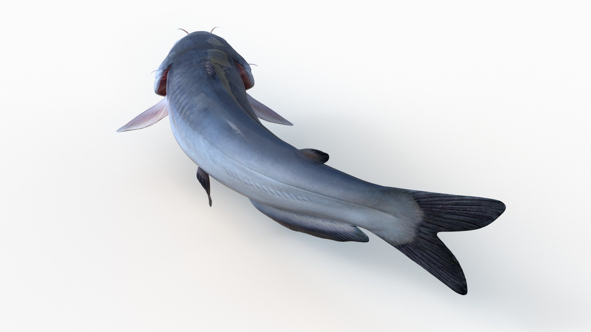 Blue Catfish Animated Model - TurboSquid 1810032