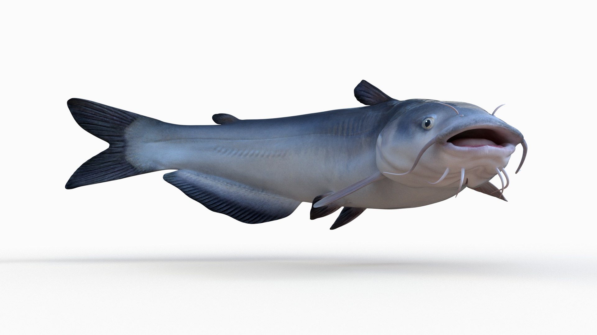 Blue Catfish Animated Model - TurboSquid 1810032
