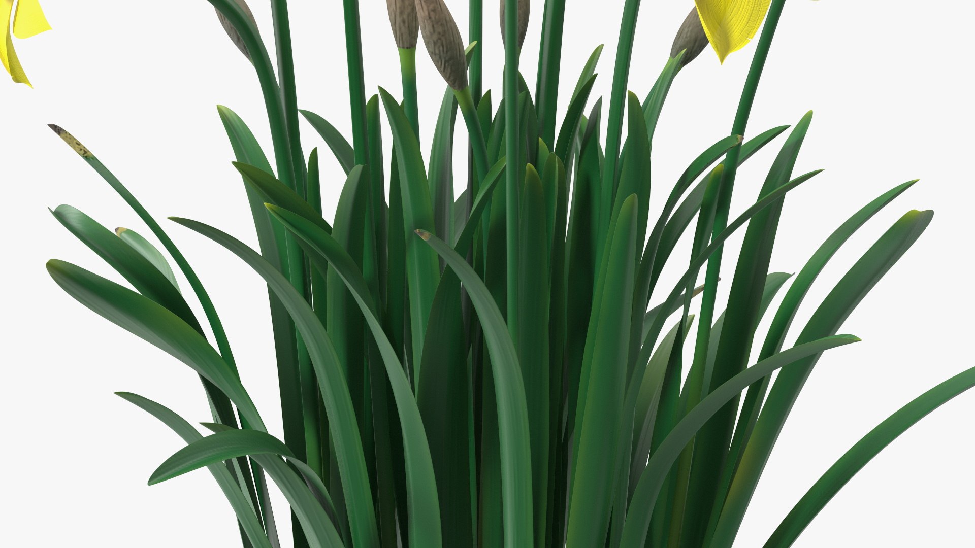 Growing Yellow Daffodils 3D Model - TurboSquid 2088873