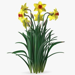 Daffodil 3D Models for Download | TurboSquid