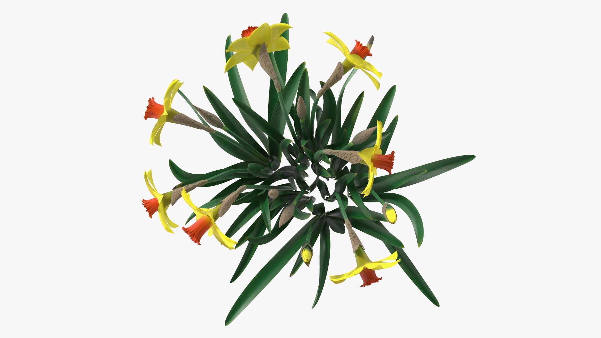 Growing Yellow Daffodils 3D Model - TurboSquid 2088873