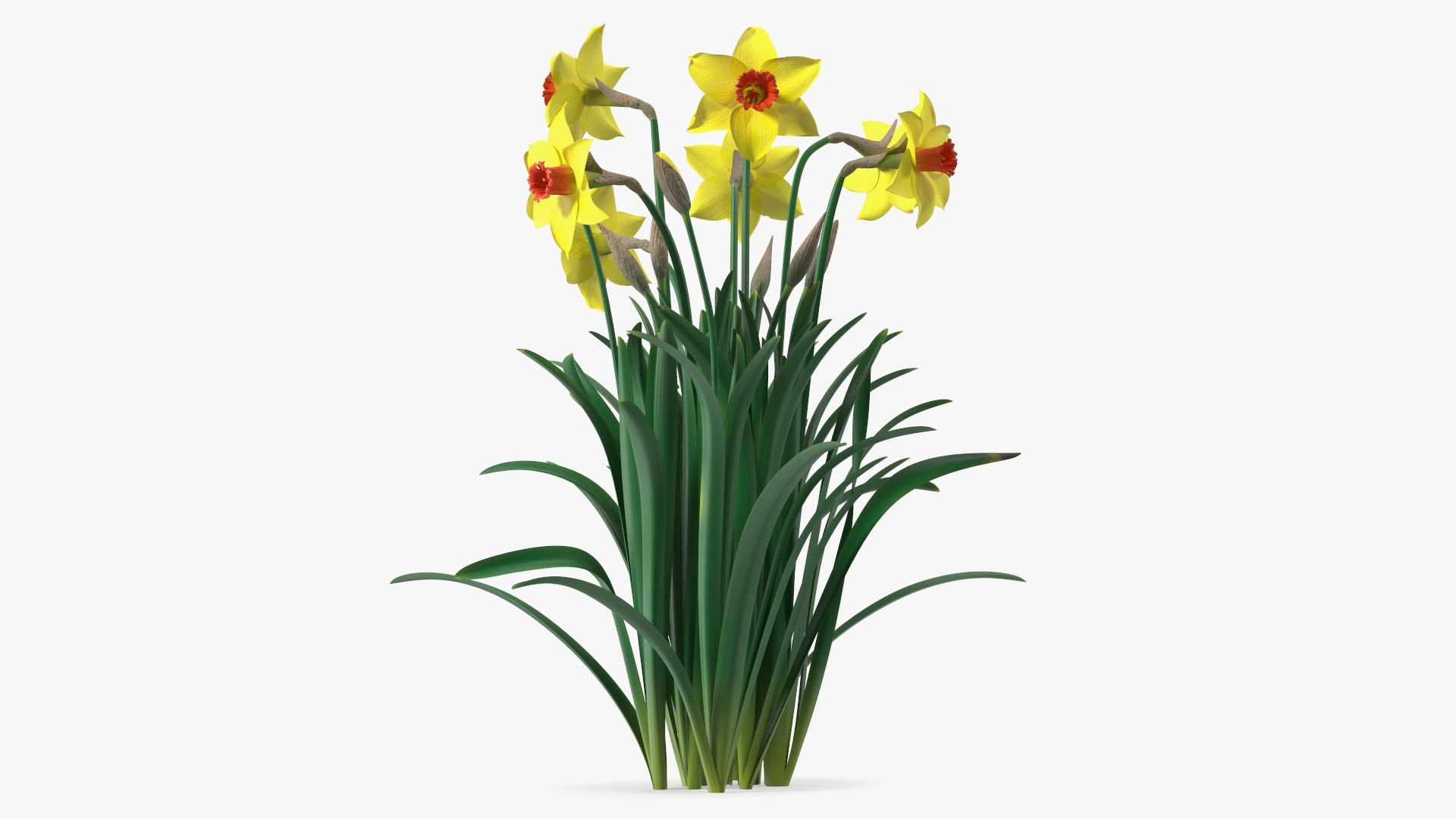 Growing Yellow Daffodils 3D model - TurboSquid 2088873