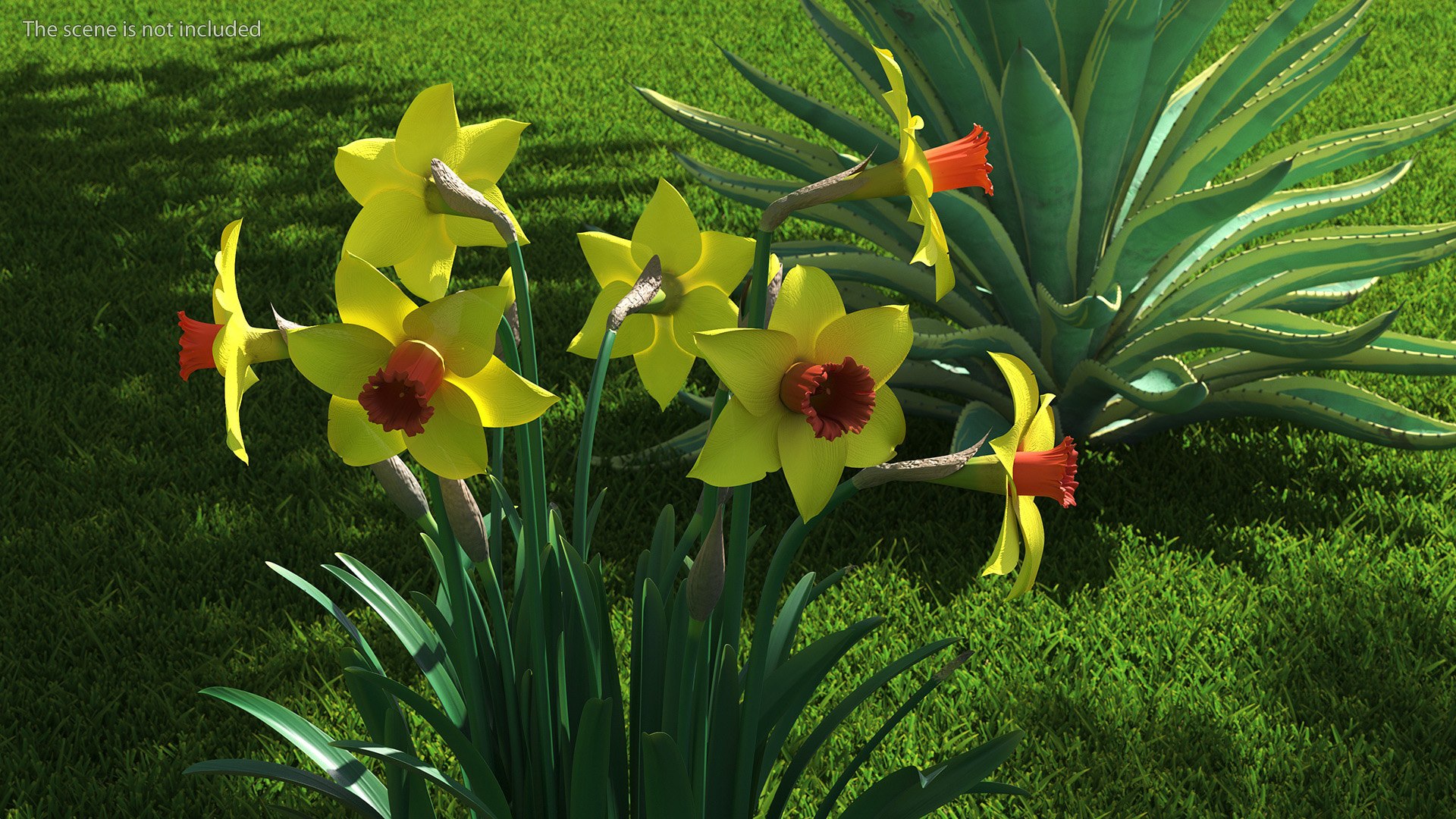 Growing Yellow Daffodils 3D Model - TurboSquid 2088873