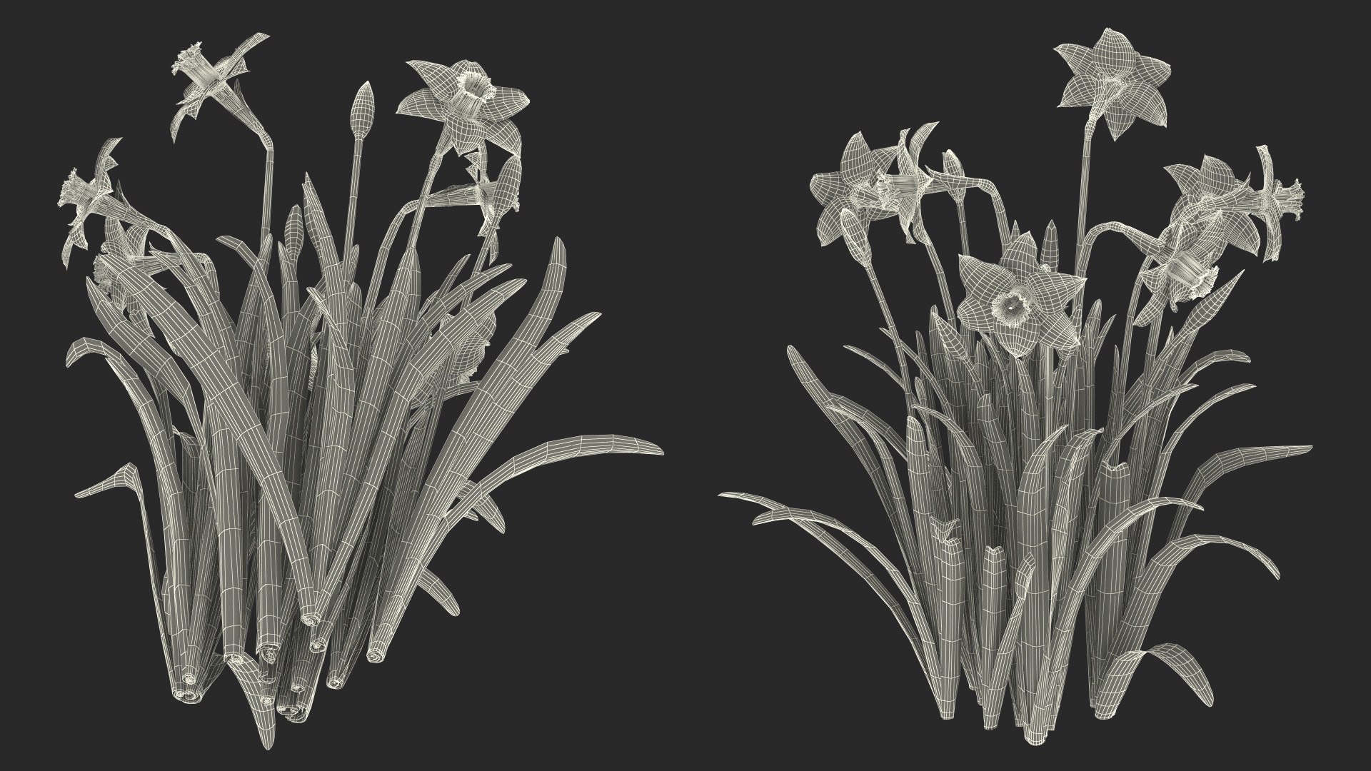 Growing Yellow Daffodils 3D Model - TurboSquid 2088873