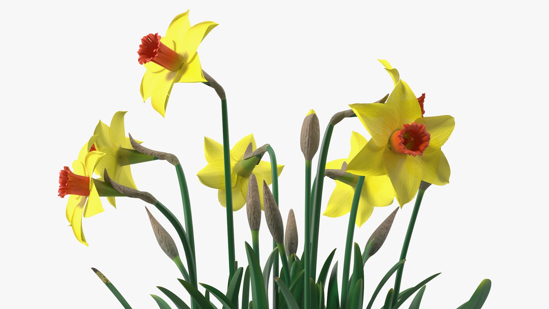 Growing Yellow Daffodils 3D Model - TurboSquid 2088873